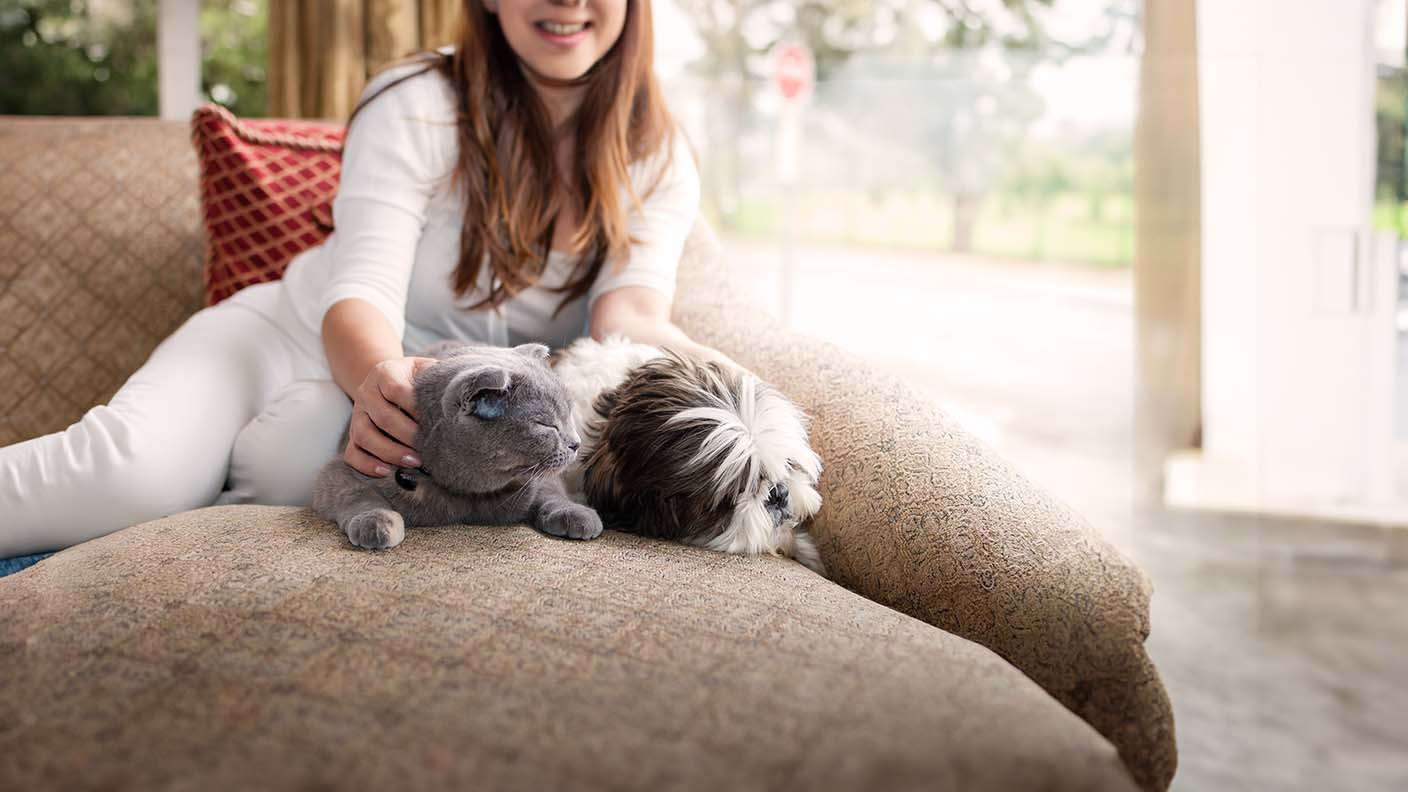 Qué Hacer Tras La Muerte De Una Mascota Según La Ley